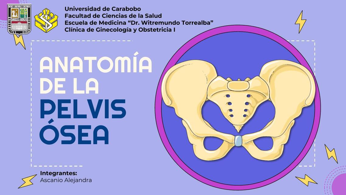Pelvis ósea En Obstetricia Alejandra Udocz