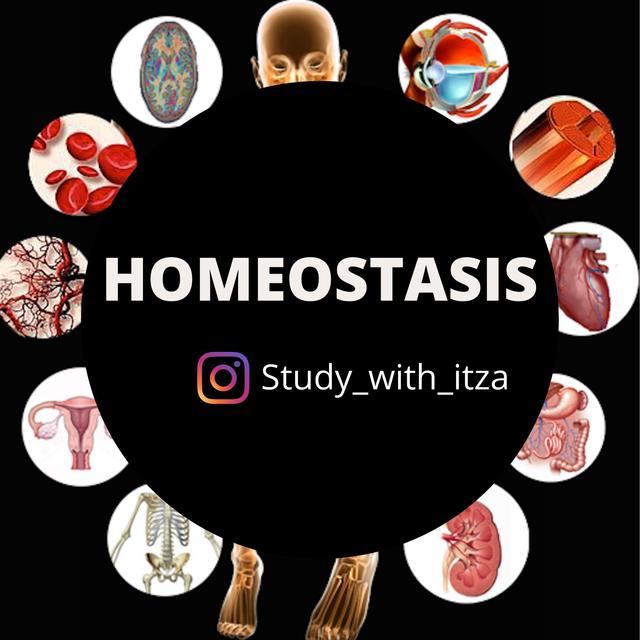 HOMEOSTASIS | Studywithitza | uDocz