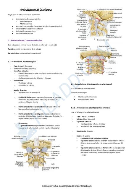 Articulaciones de la columna | Brooke | uDocz