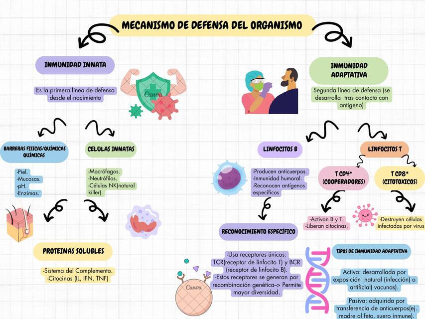 Respuesta Inmune Innata y Adaptativa: Defensa Inteligente del Organismo ...