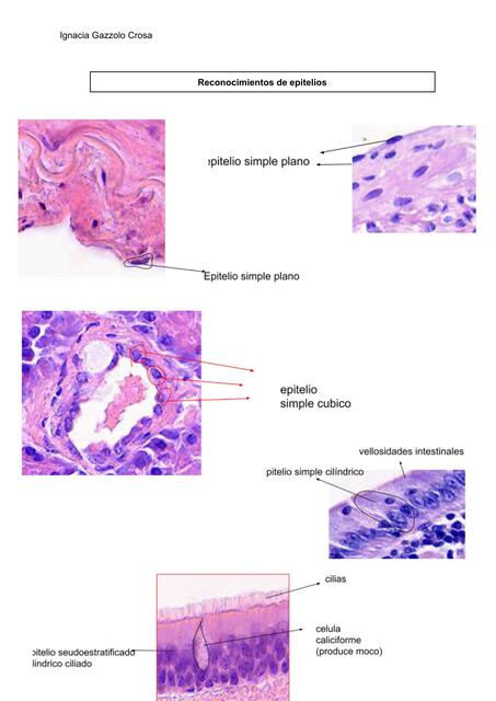 Flashcards de RECONOCIMIENTO HISTO 1 | Por Euridice | uDocz