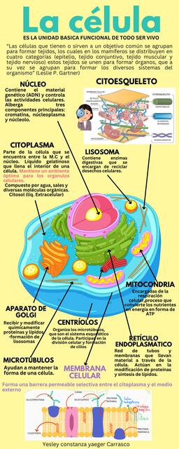 Infografía de la célula animal ilustrado amarill | YESLEY CONSTANZA DE ...