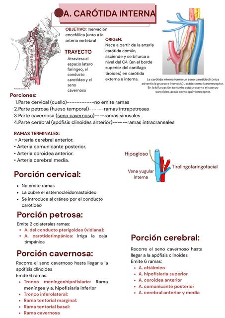 ARTERIA CARÓTIDA COMÚN (Resumen) | Dra. Clavícula | uDocz