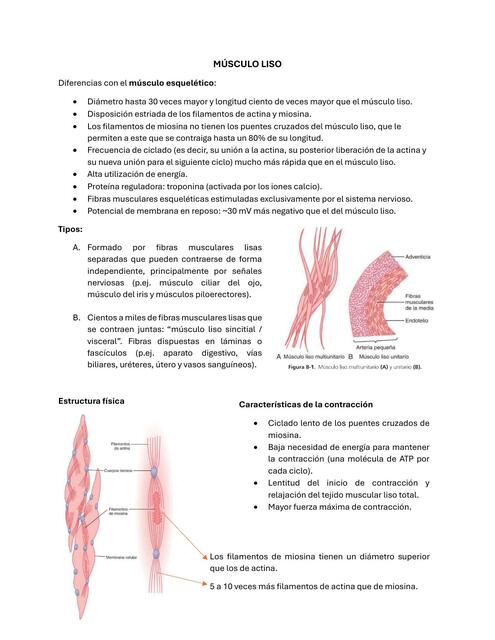 MÚSCULO LISO | Iris Sánchez | uDocz