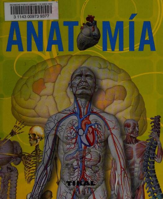 Anatomia humana | Lil Nugget | uDocz