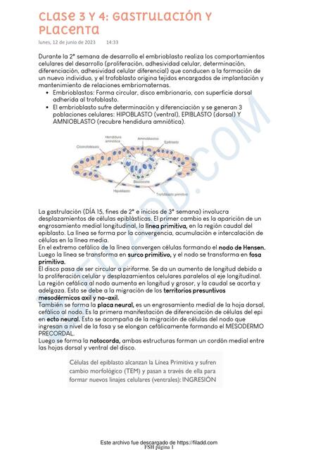 Clase 3 y 4 Gastrulacion y placenta | Lucía | uDocz