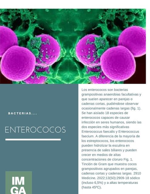 Enterococos | IMGA. Medic | uDocz