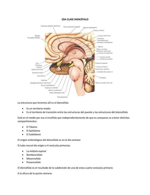 Diencéfalo | Abad Sol | uDocz