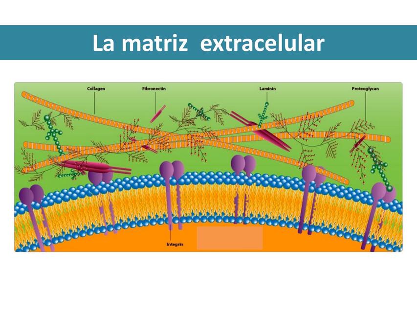 Matriz extracelular | clara | uDocz