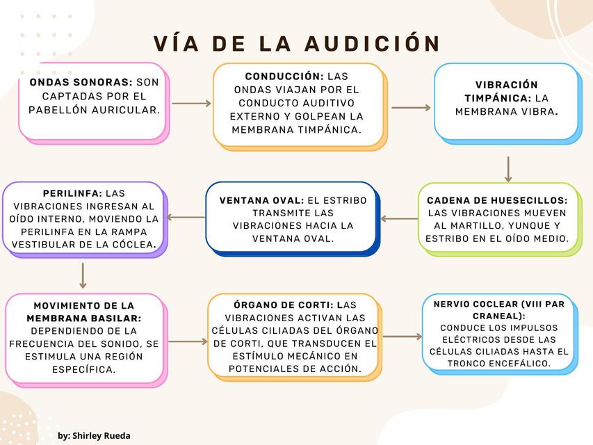 vía de la audición | Shirley Dayana Rueda Moncada | uDocz