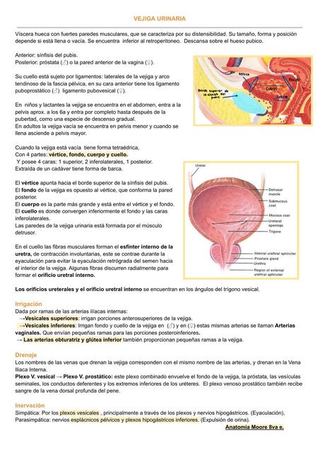 Anatomía de Vejiga urinaria | MediDreams | uDocz