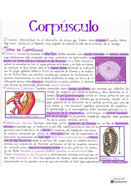 Corpúsculos | Gabriel | uDocz