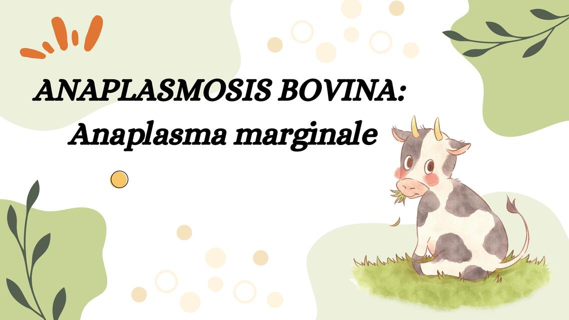 ANAPLASMOSIS BOVINA Anaplasma marginale - Exposición | Fungamiga | uDocz