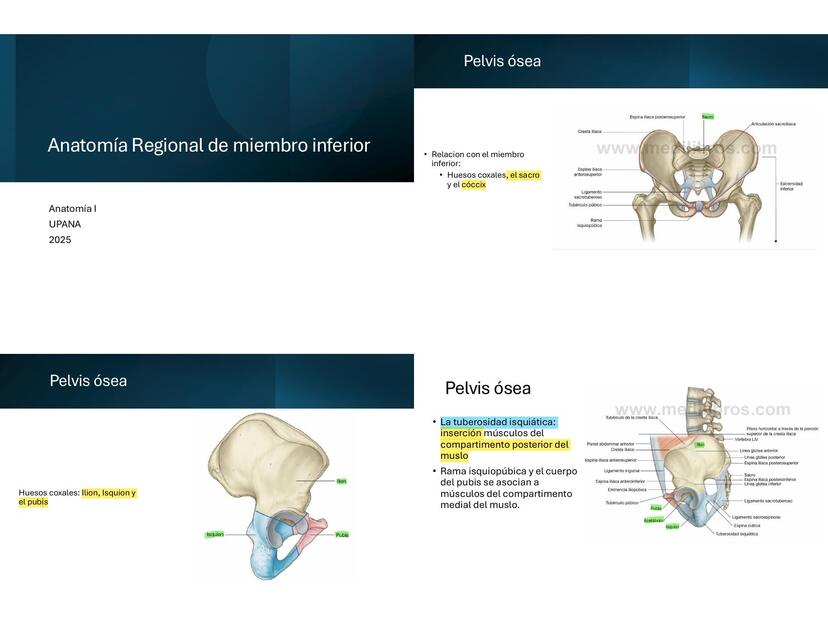 Anatomía regional de miembro inferior | Dayana García | uDocz