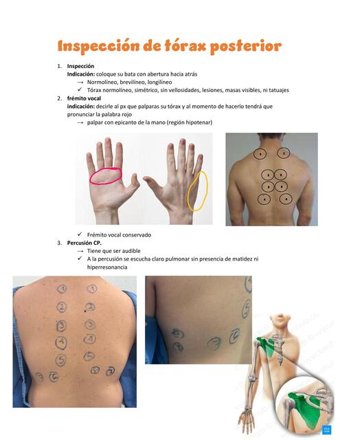 Inspección de tórax posterior | Ivana | uDocz