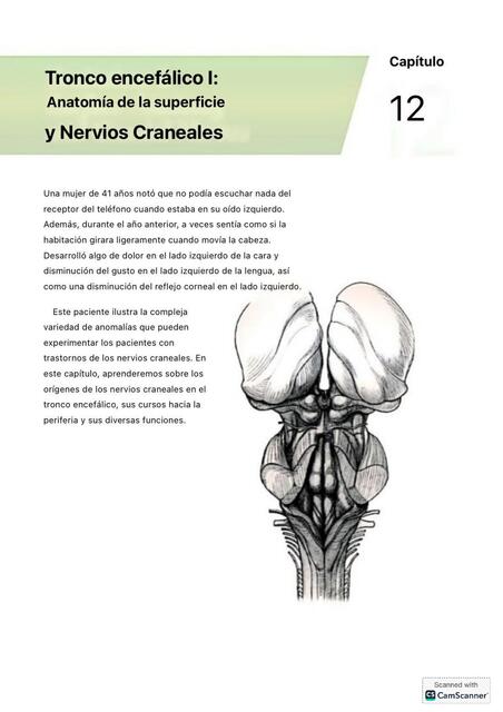 TALLO CEREBRAL Y NERVIOS CRANEALES | Darlys | uDocz