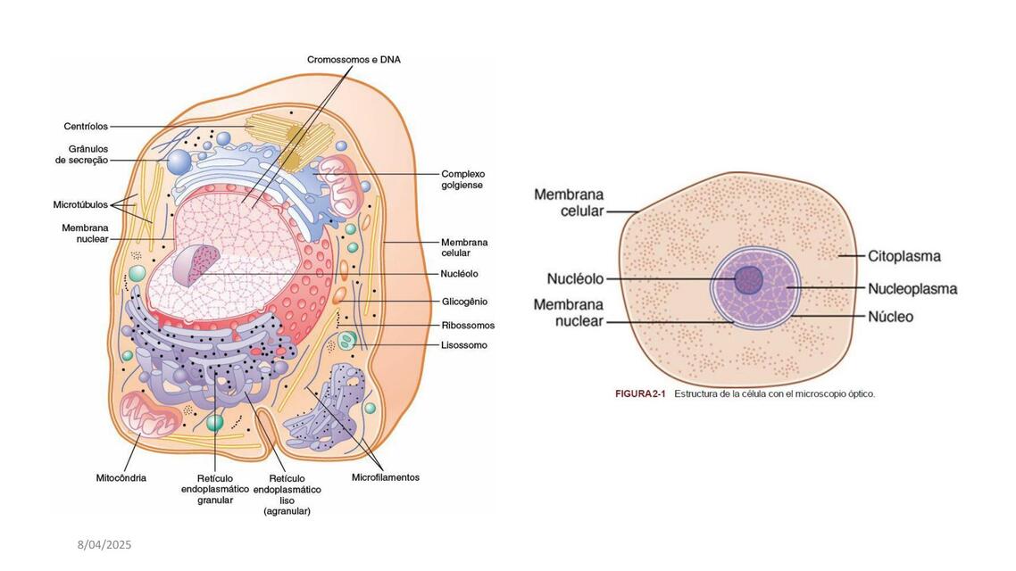 1 FISIOLOGIA 1 | dddd | uDocz