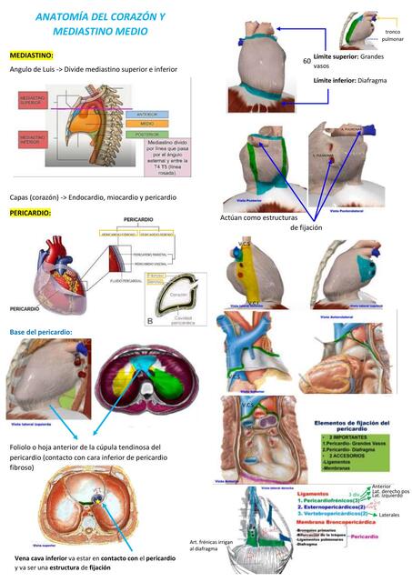 Anatomía del Corazón | MedEssentials.fm | uDocz