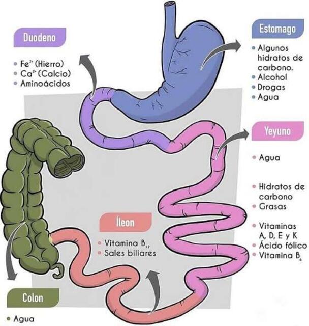 Absorción intestinal | YUDOC.ORG | uDocz