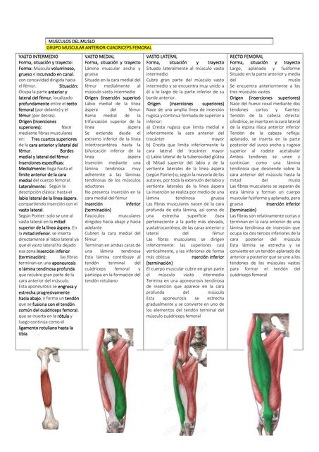 MUSCULOS DEL MUSLO | Camila Colque | uDocz