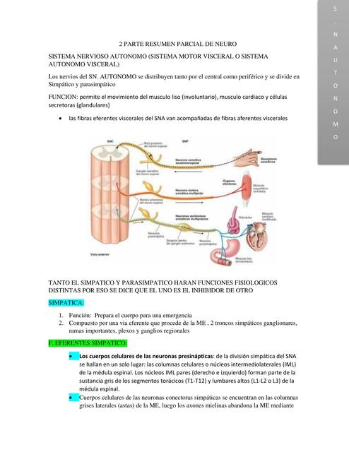 Parasimpático y simpático | Carolina Velásquez | uDocz