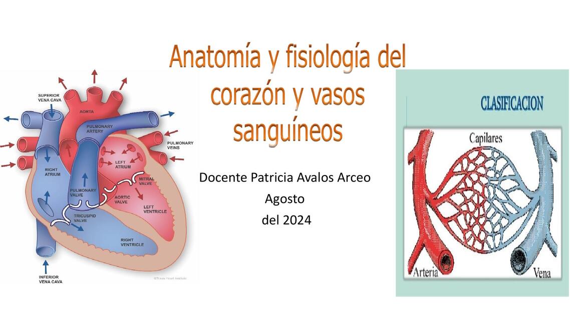 Anatamia y fisiologia del corazon | Angel | uDocz
