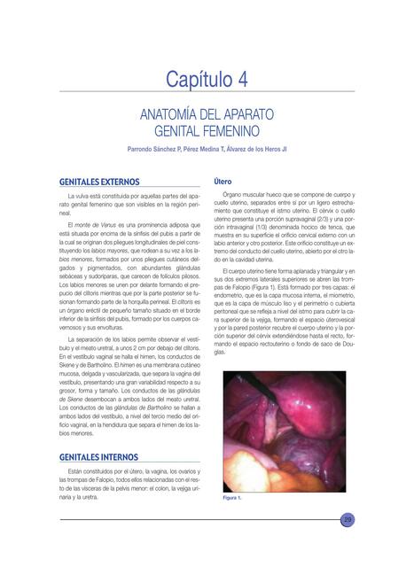 Flashcards de APTO GENITAL FEMENINO ANAT | Por Cristina Calderón | uDocz