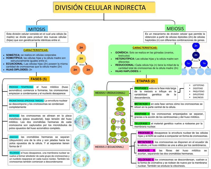 MAPA CONCEPTUAL_División celular | Jady Briyith | uDocz