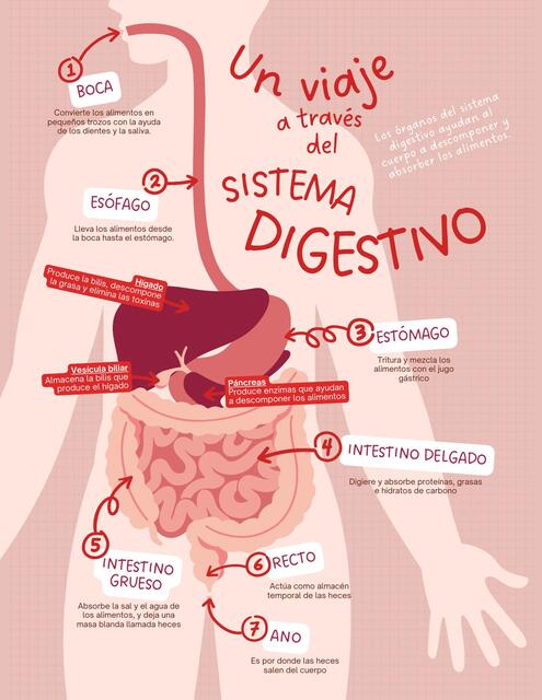 Anatomía Fisiológica e Higiene | Ncnc | uDocz