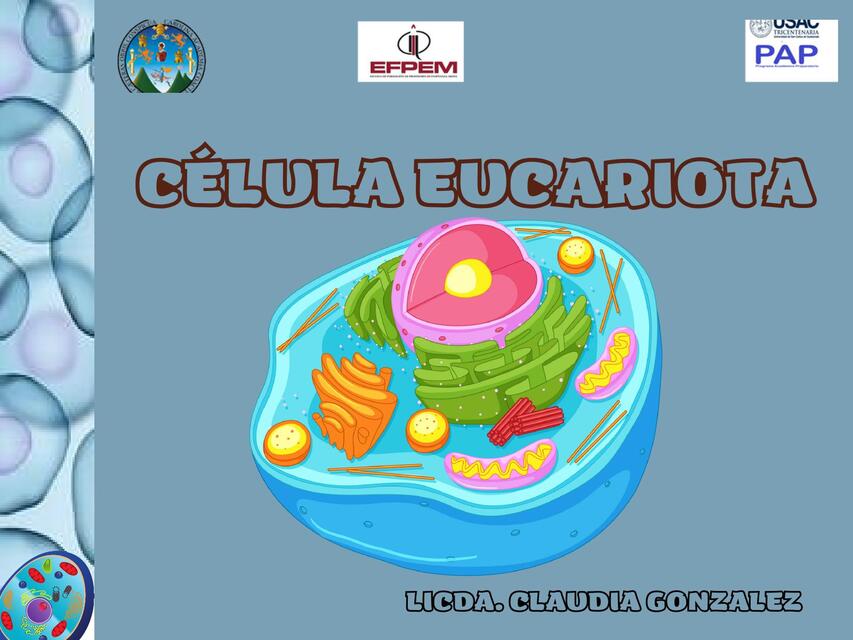 Célula Eucariota Estructura | Valeria Renata | uDocz