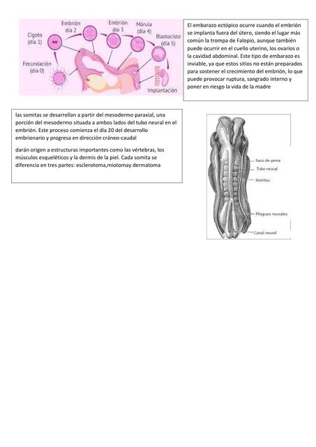 reconocimiento de imagenes dulce mary gutierrez gu | Dulce | uDocz