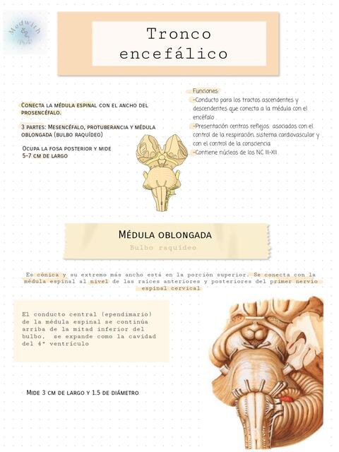 Tronco encefálico | Mar Uribe | uDocz