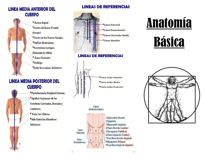 Anatomia basica del cuerpo humano | David | uDocz