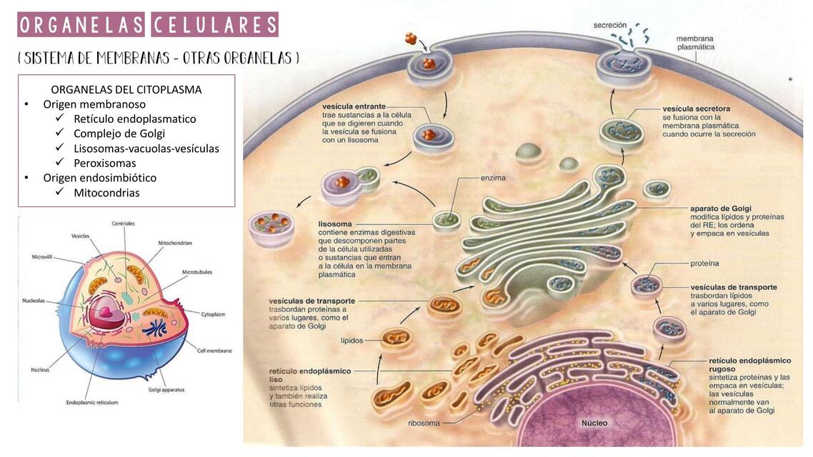 Organelas | Ferd | uDocz