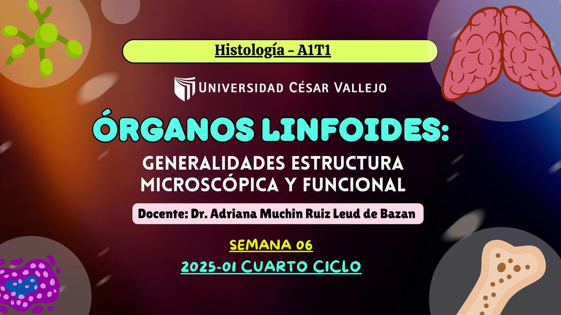 Órganos linfoides: Generalidades Estructura microscópica y Funciona ...