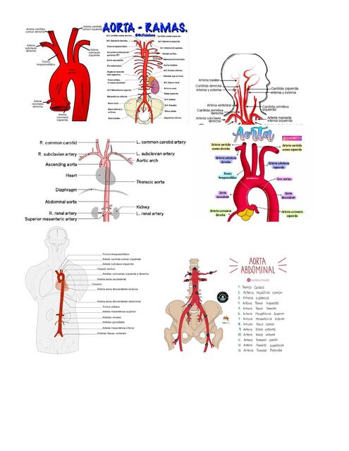 Aorta | CINTHIA | uDocz