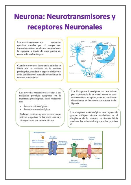 Neurona: Neurotransmisores y receptores Neuronales | Linda | uDocz