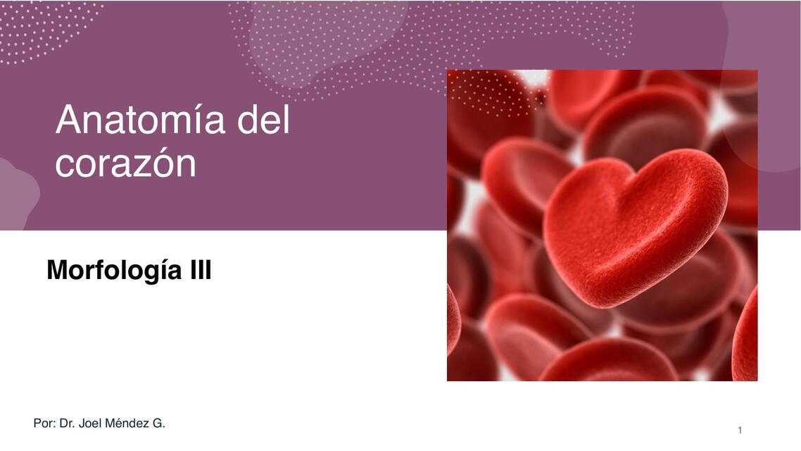 Anatomía del corazón | Sol | uDocz