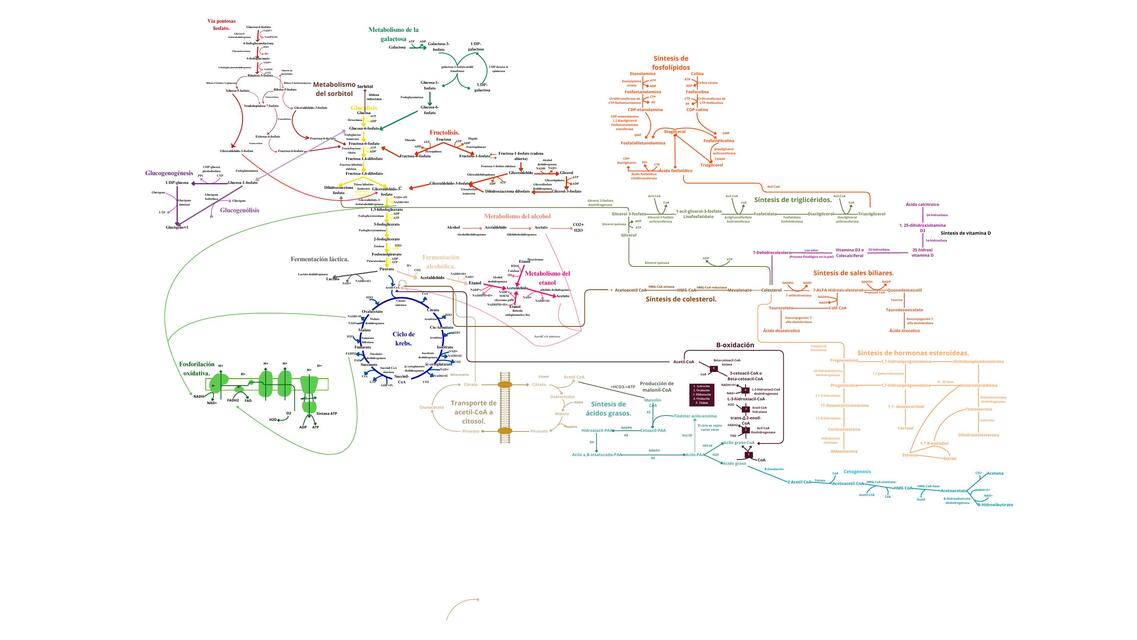 Mapa de rutas metabolicas pdf 1 | Yamilet | uDocz