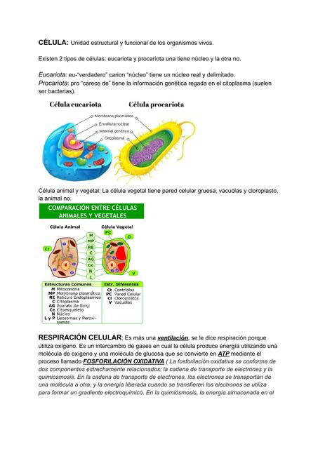 La celula | Ruth Esther | uDocz