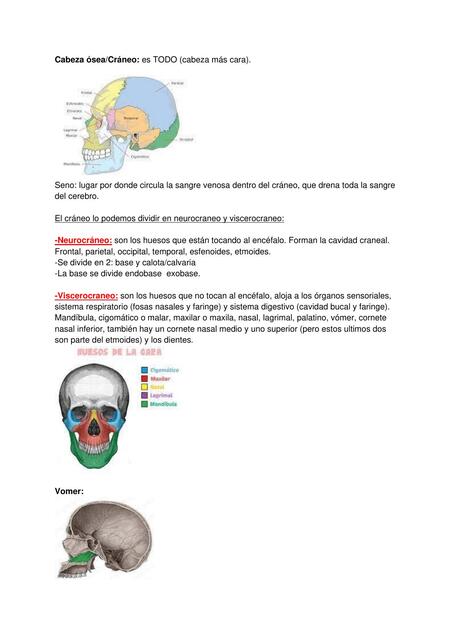 Craneo | Carolina | uDocz
