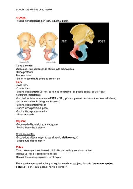 Locomotor | Carolina | uDocz