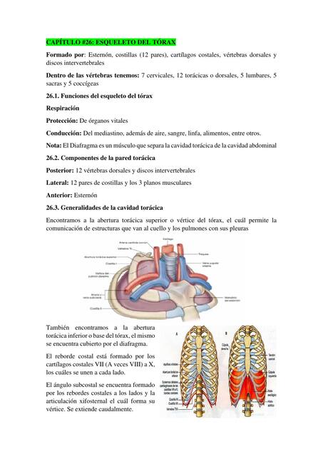 ANATOMÍA CAPÍTULOS | Criss | uDocz