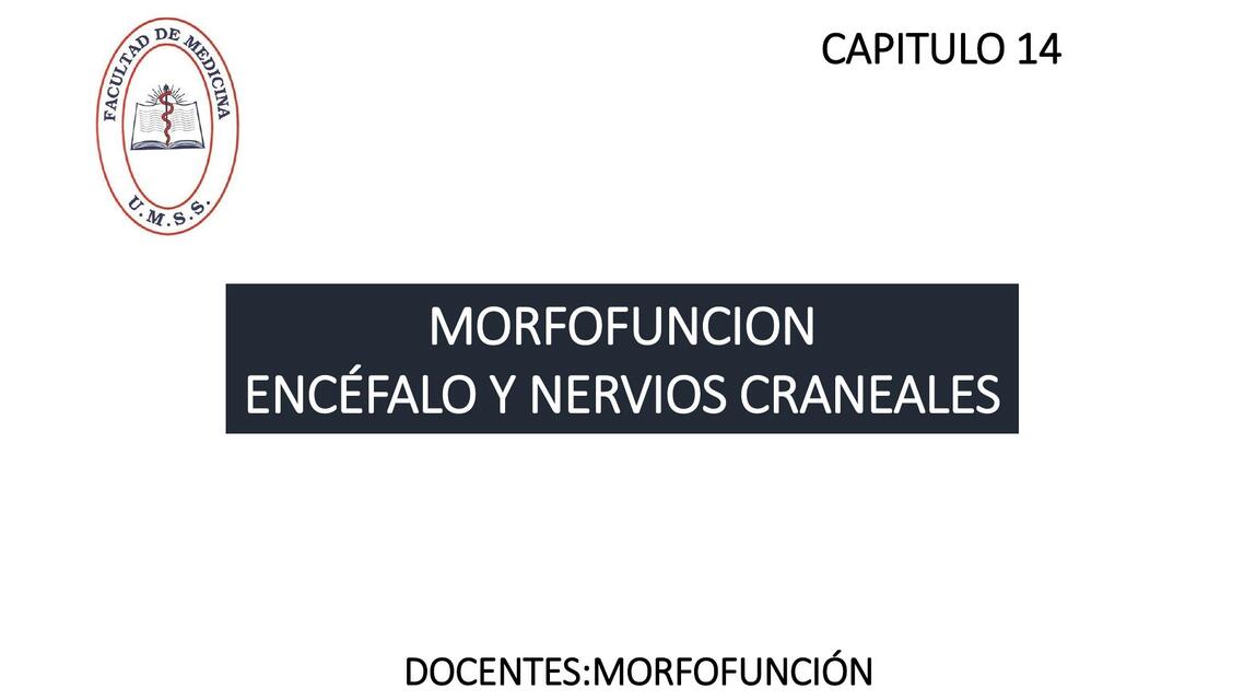 CAPITULO 14 ENCEFALO Y NERVIOS CRANEALES | Bary2830R | uDocz