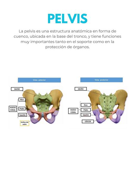 Pelvis Pdf Danne Erazo Udocz