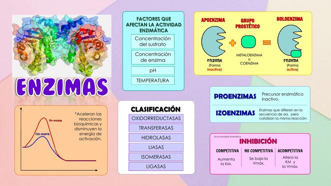 INFOGRAFIA ENZIMAS | Olenka Castro | uDocz
