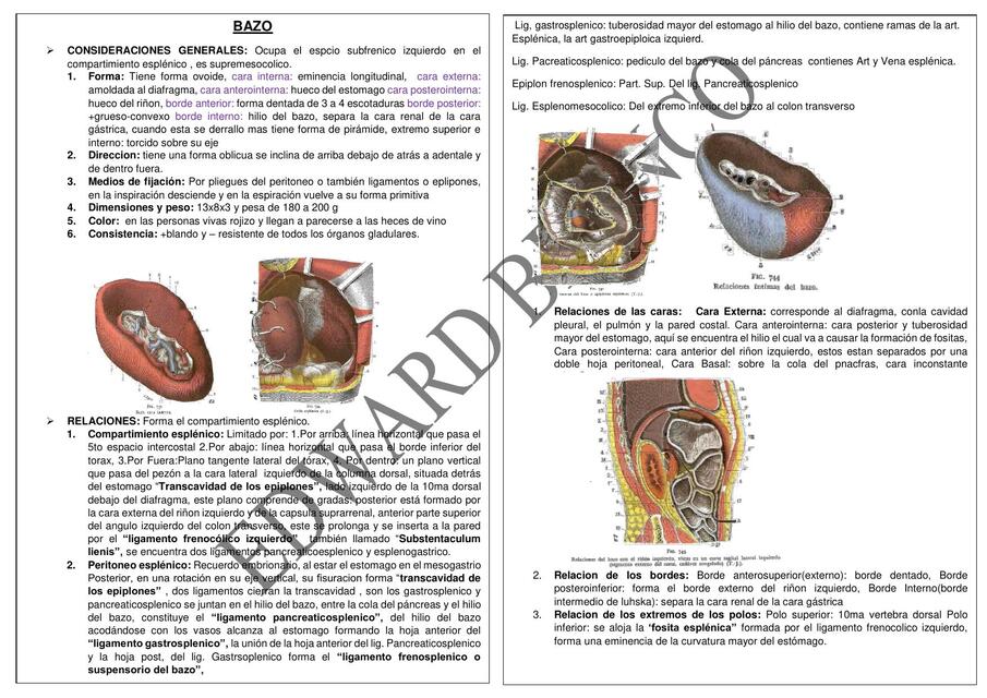 Flashcards de RESUMEN DE LA ANATOMIA DEL BAZO TESTUT EDWARD VIRGILIO ...