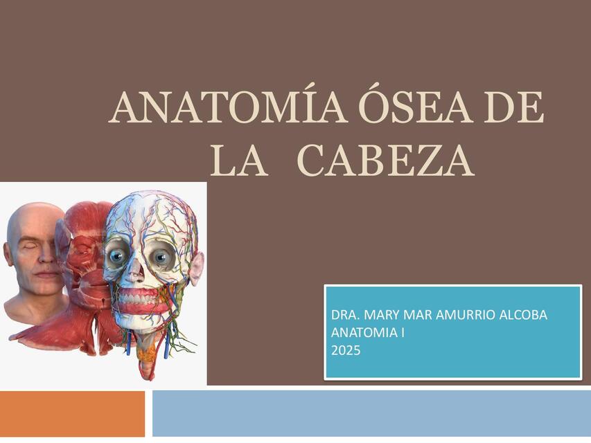Anatomía ósea de la cabeza | Shiomara | uDocz
