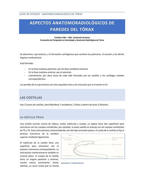 Anatomía radiológica tórax | Karla Osorio | uDocz