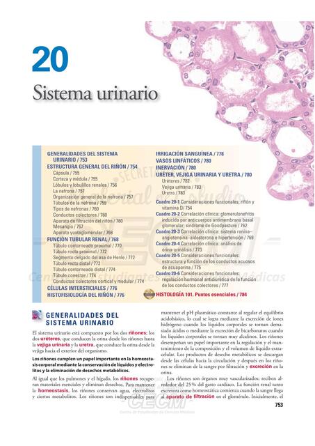 histo renal | Mariana | uDocz